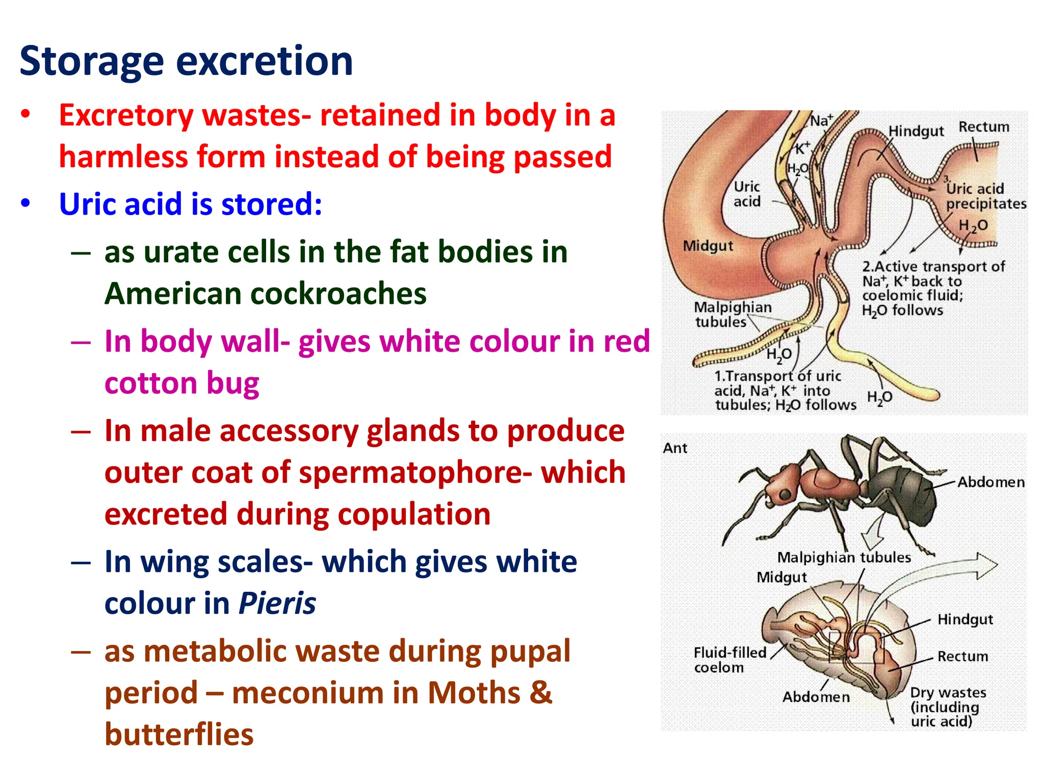 Lec. 9 - Malpighian tubules - accessory excretory organs and physiology ...