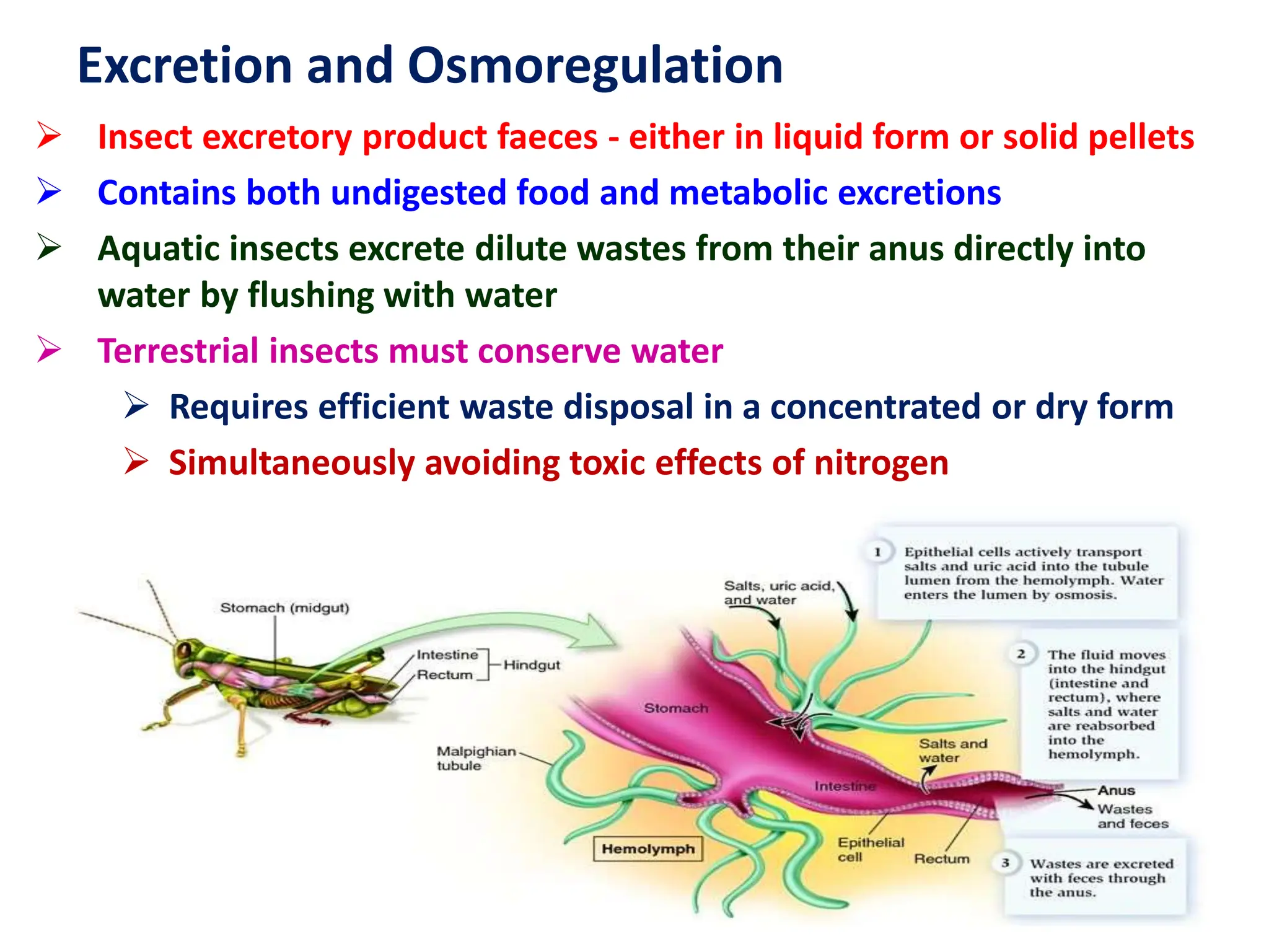 Lec. 9 - Malpighian tubules - accessory excretory organs and physiology ...