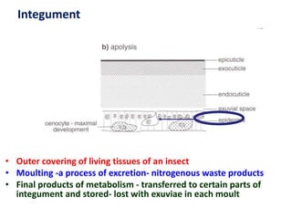 Lec. 9 - Malpighian tubules - accessory excretory organs and physiology ...