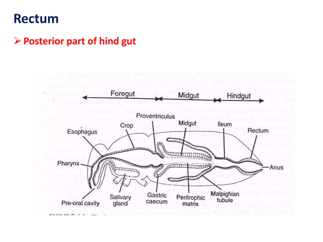 Lec. 9 - Malpighian tubules - accessory excretory organs and physiology ...