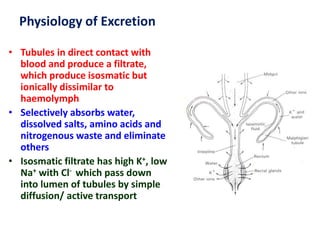 Lec. 9 - Malpighian tubules - accessory excretory organs and physiology ...