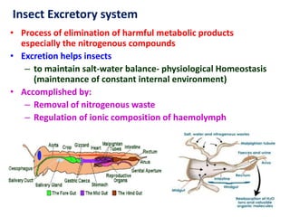 Lec. 9 - Malpighian tubules - accessory excretory organs and physiology ...