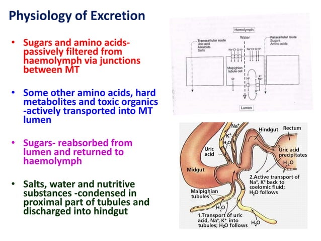 Lec. 9 - Malpighian tubules - accessory excretory organs and physiology ...