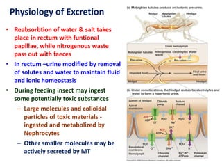 Lec. 9 - Malpighian tubules - accessory excretory organs and physiology ...