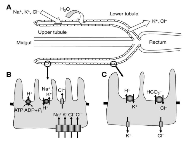 Lec. 9 - Malpighian tubules - accessory excretory organs and physiology ...