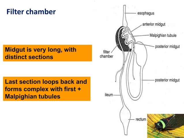 Lec. 9 - Malpighian tubules - accessory excretory organs and physiology ...