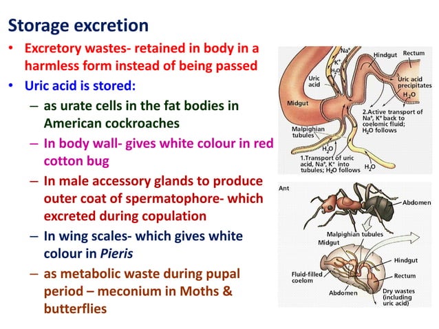 Lec. 9 - Malpighian tubules - accessory excretory organs and physiology ...