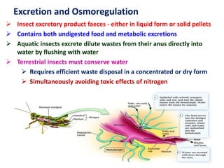 Lec. 9 - Malpighian tubules - accessory excretory organs and physiology ...
