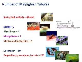 Lec. 9 - Malpighian tubules - accessory excretory organs and physiology ...