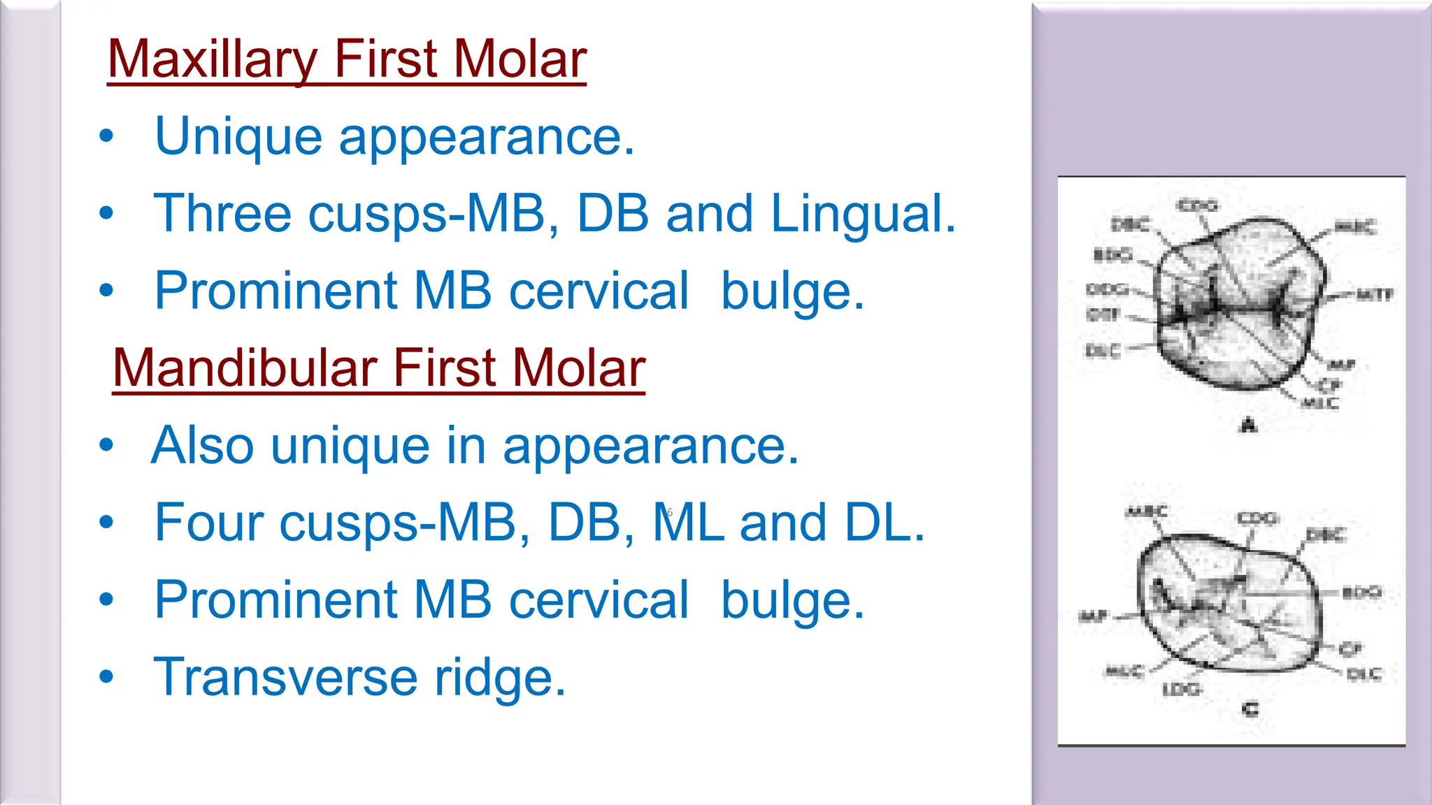 Lec.5 Morphology of the primary teeth(1).pdf