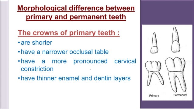 Lec.5 Morphology of the primary teeth(1).pdf