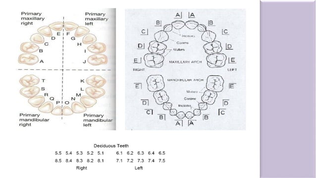 Lec.5 Morphology of the primary teeth(1).pdf