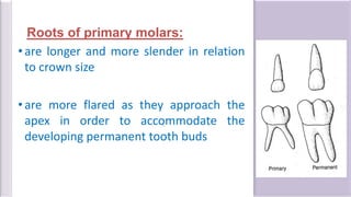 Lec.5 Morphology of the primary teeth(1).pdf