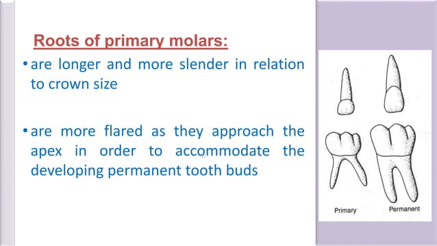 Lec.5 Morphology of the primary teeth(1).pdf