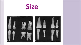 Lec.5 Morphology of the primary teeth(1).pdf