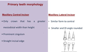 Lec.5 Morphology of the primary teeth(1).pdf