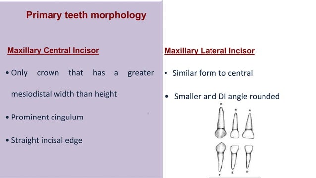Lec.5 Morphology of the primary teeth(1).pdf
