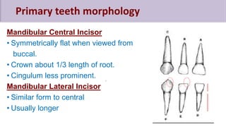 Lec.5 Morphology of the primary teeth(1).pdf
