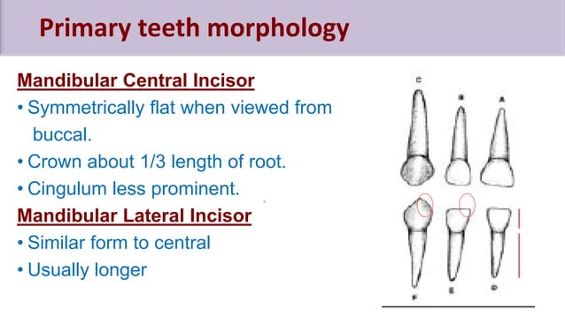 Lec.5 Morphology of the primary teeth(1).pdf