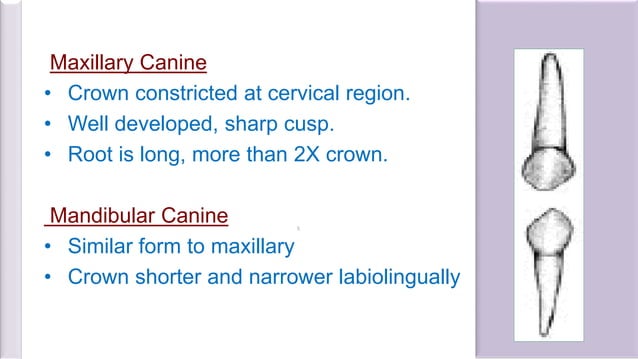 Lec.5 Morphology of the primary teeth(1).pdf