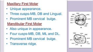 Lec.5 Morphology of the primary teeth(1).pdf