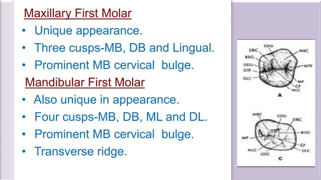 Lec.5 Morphology of the primary teeth(1).pdf