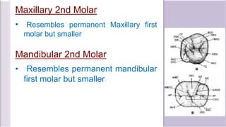 Lec.5 Morphology of the primary teeth(1).pdf