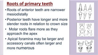 Lec.5 Morphology of the primary teeth(1).pdf