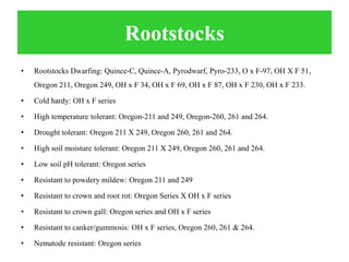 Production technology of Pear (Pyrus communis) | PDF