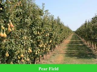 Production technology of Pear (Pyrus communis) | PDF