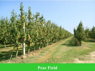 Production technology of Pear (Pyrus communis) | PDF