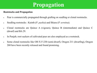 Production technology of Pear (Pyrus communis) | PDF