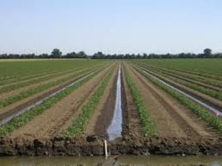 Surface Irrigation Methods Lec No 14 Pptxlec No 12 Pptx