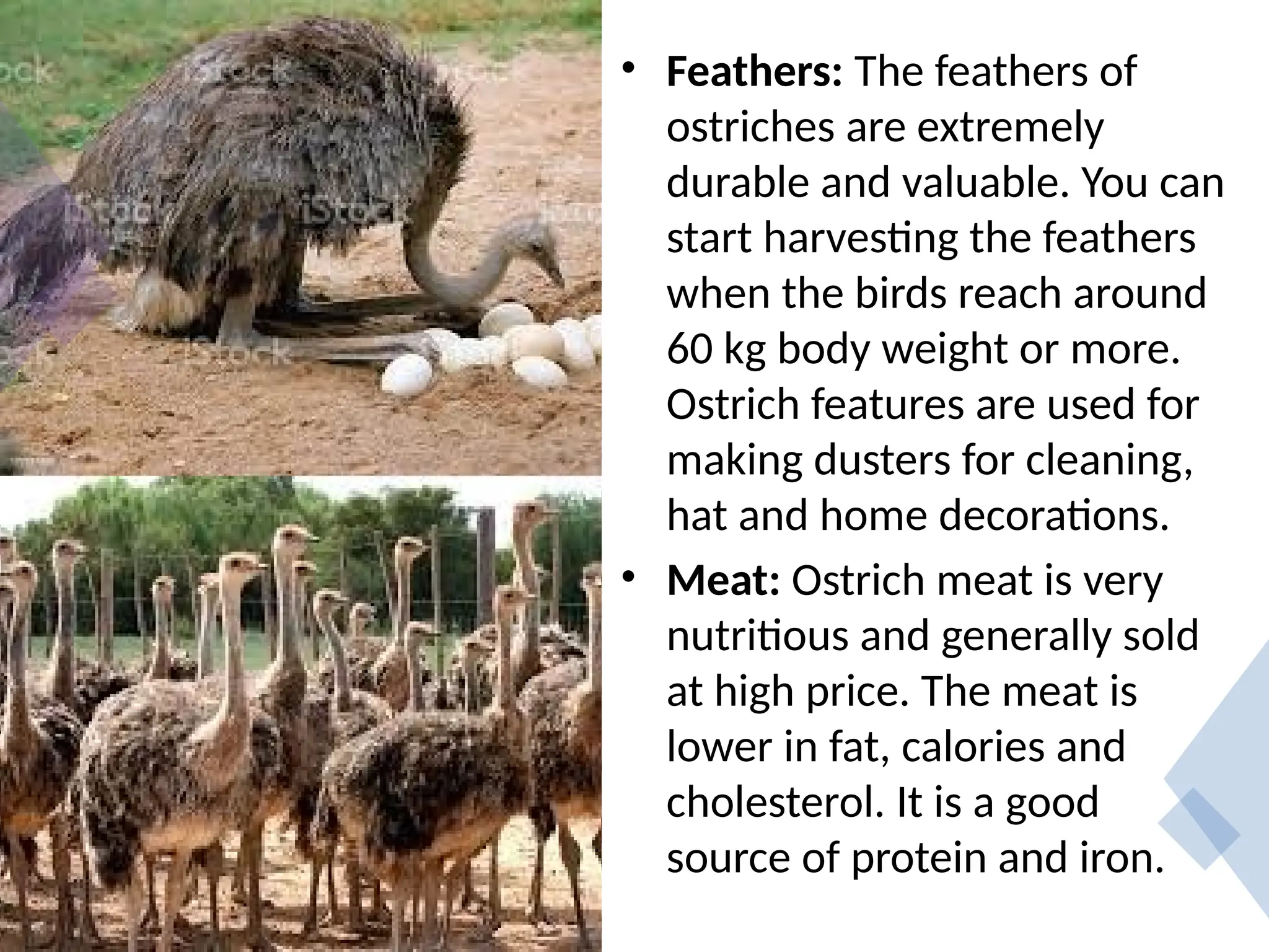 Small and Large scale Ostrich Farming.pptx