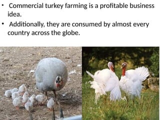 Small and Large scale Turkey Farming.pptx