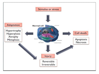 Lec.01C. Cell Adaptations.pptx Cell Adaptations | PPTX
