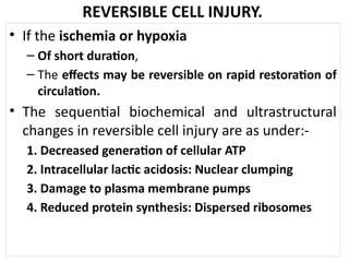 Lec.01B. Cell Injury and Death.pptx Cell Injury and Death | PPTX