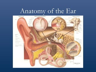 LEC.16. Vestibular.ppt LEC.16. Vestibular.ppt
