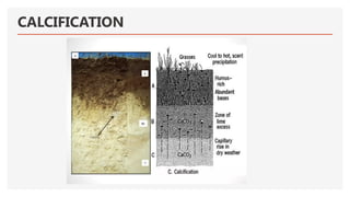 Lec.10. SPECIFIC SOIL FORMING PROCESSES.pptx