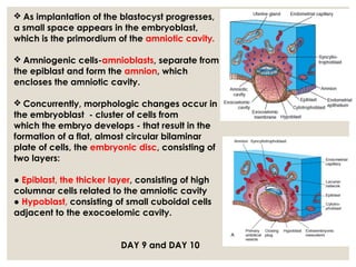 lec-3. II week of embrional development.pdf