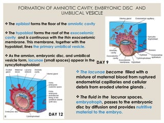 lec-3. II week of embrional development.pdf