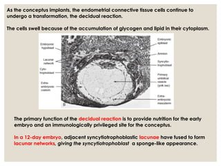 lec-3. II week of embrional development.pdf