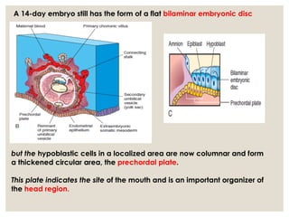 lec-3. II week of embrional development.pdf