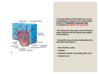 lec-3. II week of embrional development.pdf