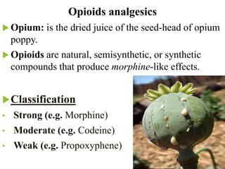 lec-3 Analgesics.pptx | Digestive Disorders | Diseases and Conditions