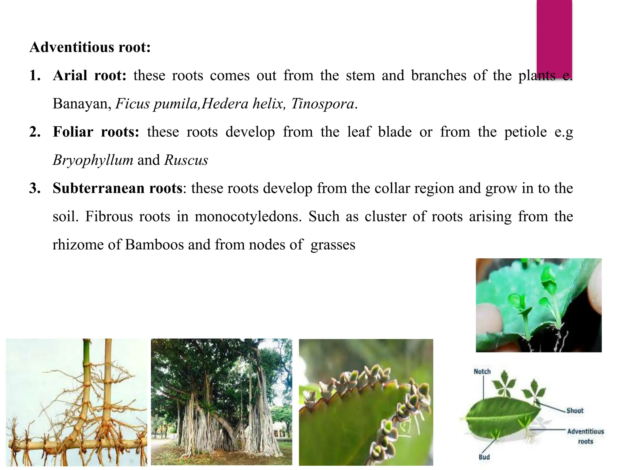 Lec-5 Root morphology.pptx | Free Download