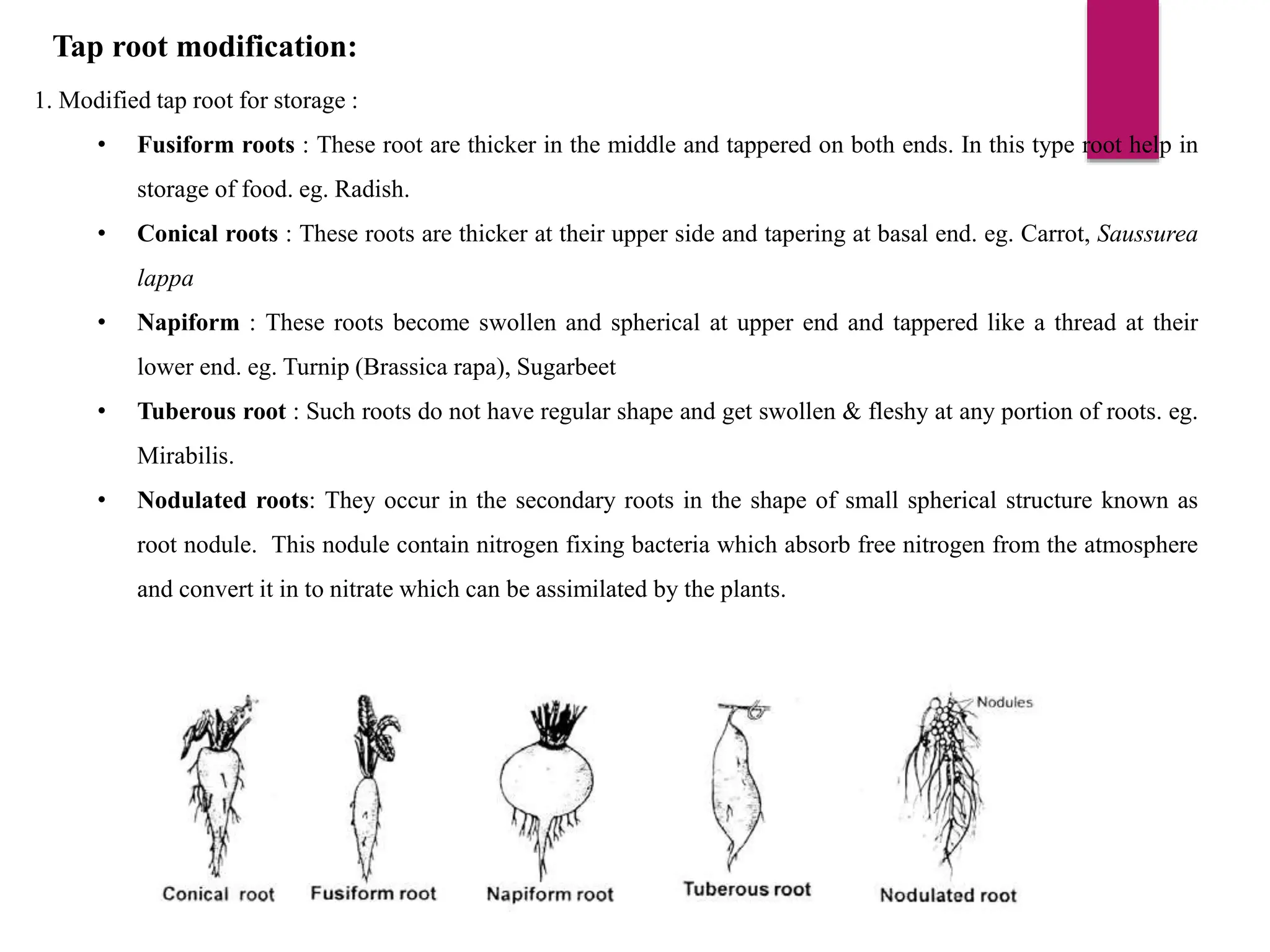 Lec-5 Root morphology.pptx