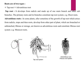 Lec-5 Root morphology.pptx