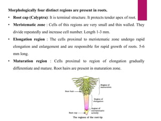 Lec-5 Root morphology.pptx