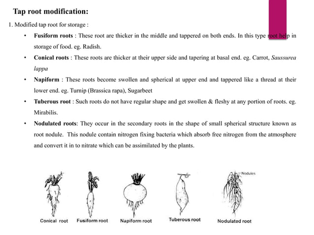 Lec-5 Root morphology.pptx | Free Download